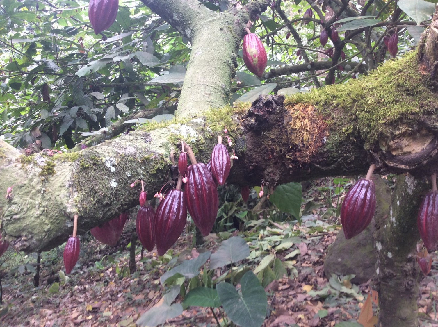 O cacaueiro - Ambiente